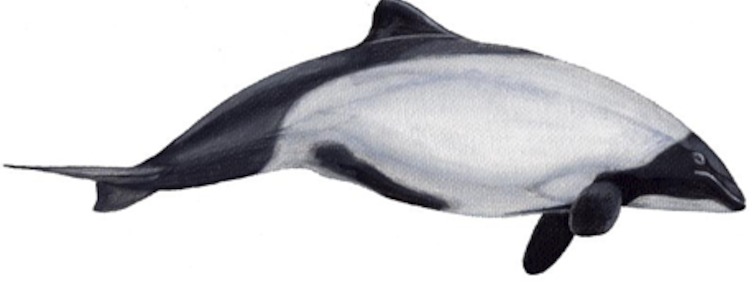 Tonina overa - SUBPESCA. Subsecretaría de Pesca y Acuicultura