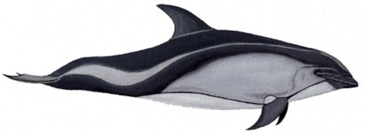 Delfín austral - SUBPESCA. Subsecretaría de Pesca y Acuicultura