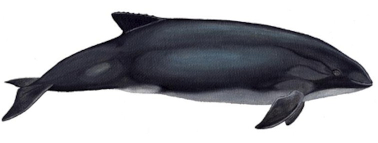 Marsopa espinosa - SUBPESCA. Subsecretaría de Pesca y Acuicultura