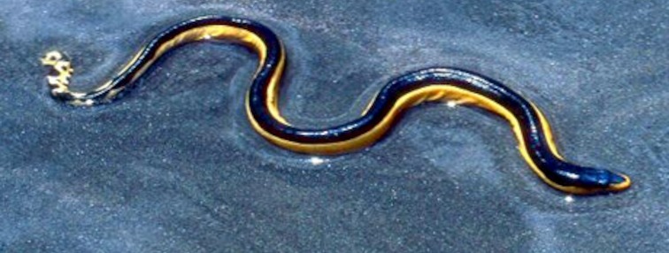 Serpiente marina - SUBPESCA. Subsecretaría de Pesca y Acuicultura