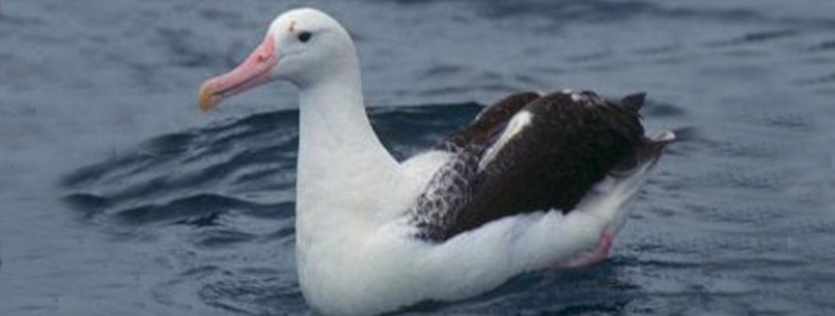Albatros real del norte - SUBPESCA. Subsecretaría de Pesca y Acuicultura