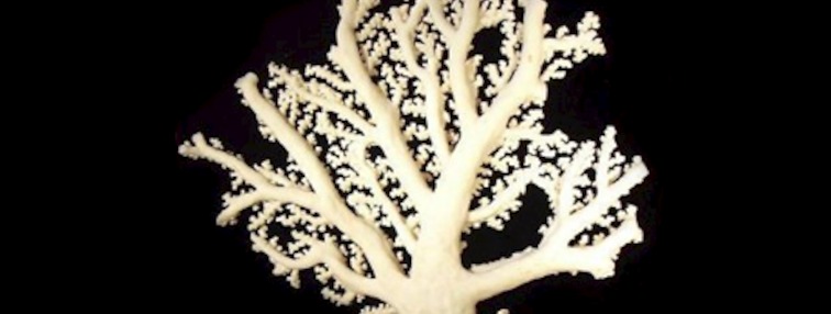 Stylaster spp - SUBPESCA. Subsecretaría de Pesca y Acuicultura