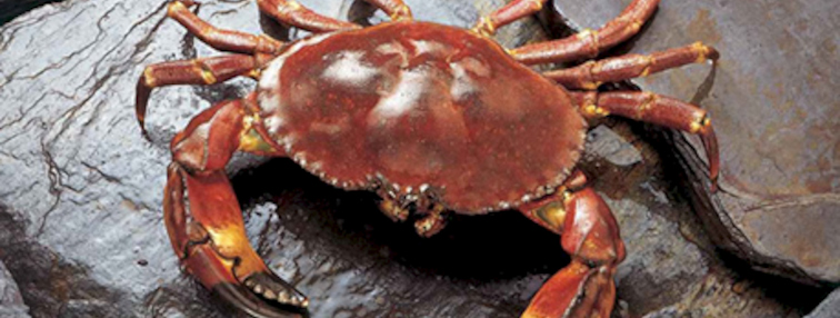 Jaiba marmola - SUBPESCA. Subsecretaría de Pesca y Acuicultura