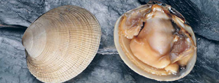 Almeja - SUBPESCA. Subsecretaría de Pesca y Acuicultura