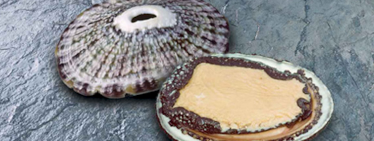 Lapa - SUBPESCA. Subsecretaría de Pesca y Acuicultura