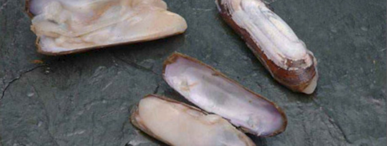 Navajuela - SUBPESCA. Subsecretaría de Pesca y Acuicultura