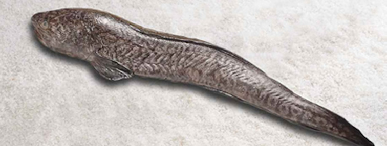 Congrio negro - SUBPESCA. Subsecretaría de Pesca y Acuicultura