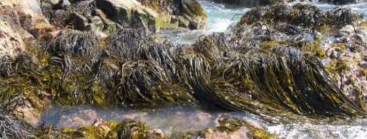 Alga Huiro negro - SUBPESCA. Subsecretaría de Pesca y Acuicultura