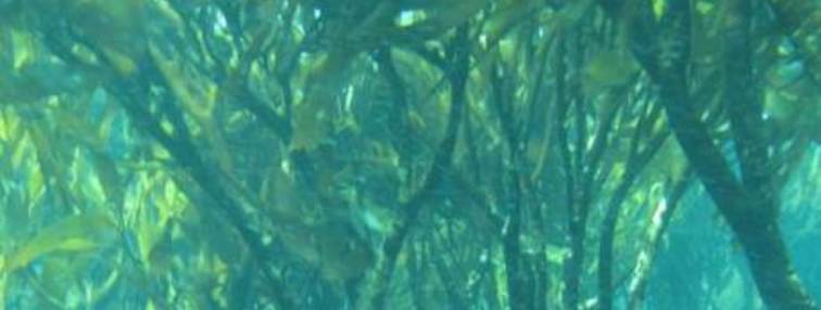 Alga Huiro palo - SUBPESCA. Subsecretaría de Pesca y Acuicultura