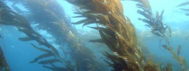 Alga Huiro flotador - SUBPESCA. Subsecretaría de Pesca y Acuicultura