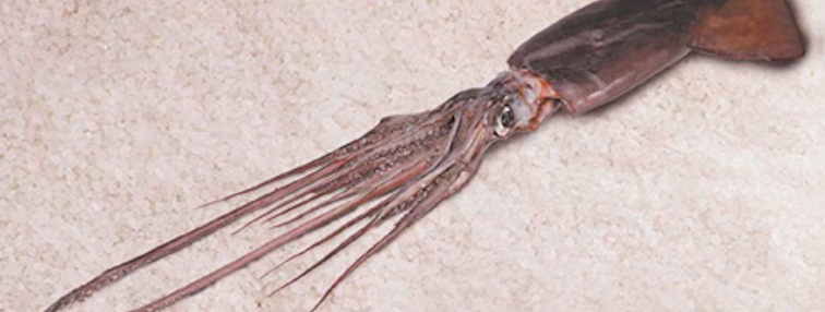 Jibia - SUBPESCA. Subsecretaría de Pesca y Acuicultura