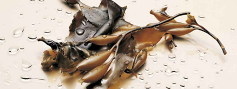 Alga Huiro - SUBPESCA. Subsecretaría de Pesca y Acuicultura