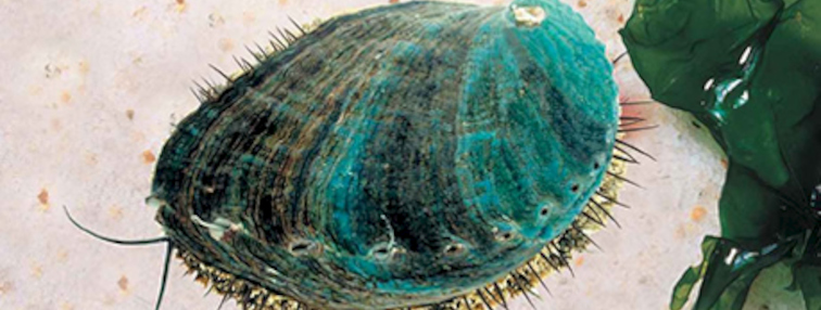 Abalón verde - SUBPESCA. Subsecretaría de Pesca y Acuicultura