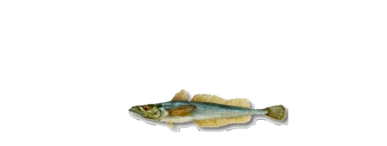 Plan de Manejo de merluza del sur desde el paralelo 41 28,6"LS al 57 00 ...